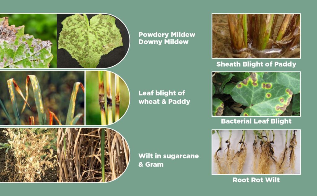 Bacillus Subtilis Bio Fungicide - Katyayani Organics