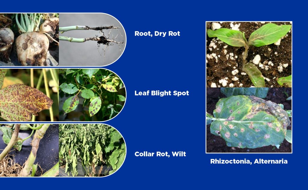 Trichoderma viride Bio fungicide - Katyayani Organics